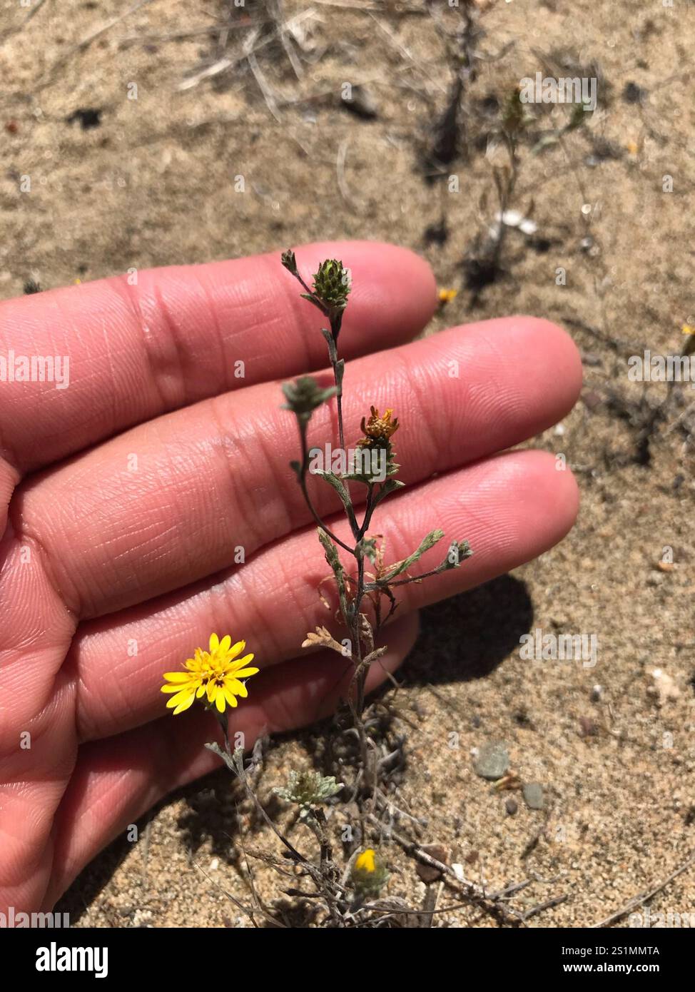 San Francisco lessingia (Lessingia germanorum Stock Photo - Alamy