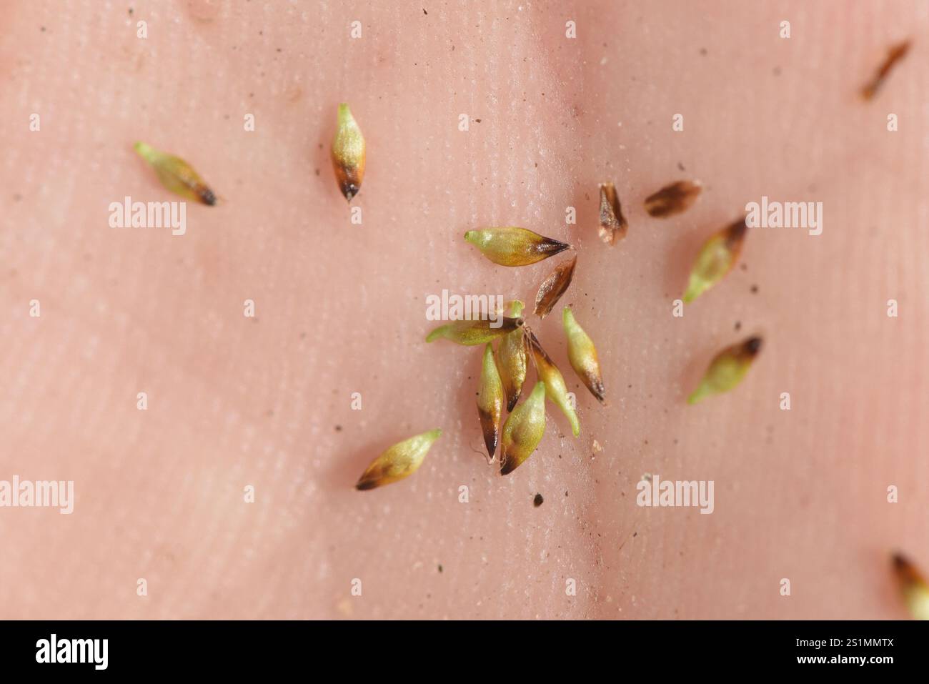 Nard Sedge (Carex nardina Stock Photo - Alamy