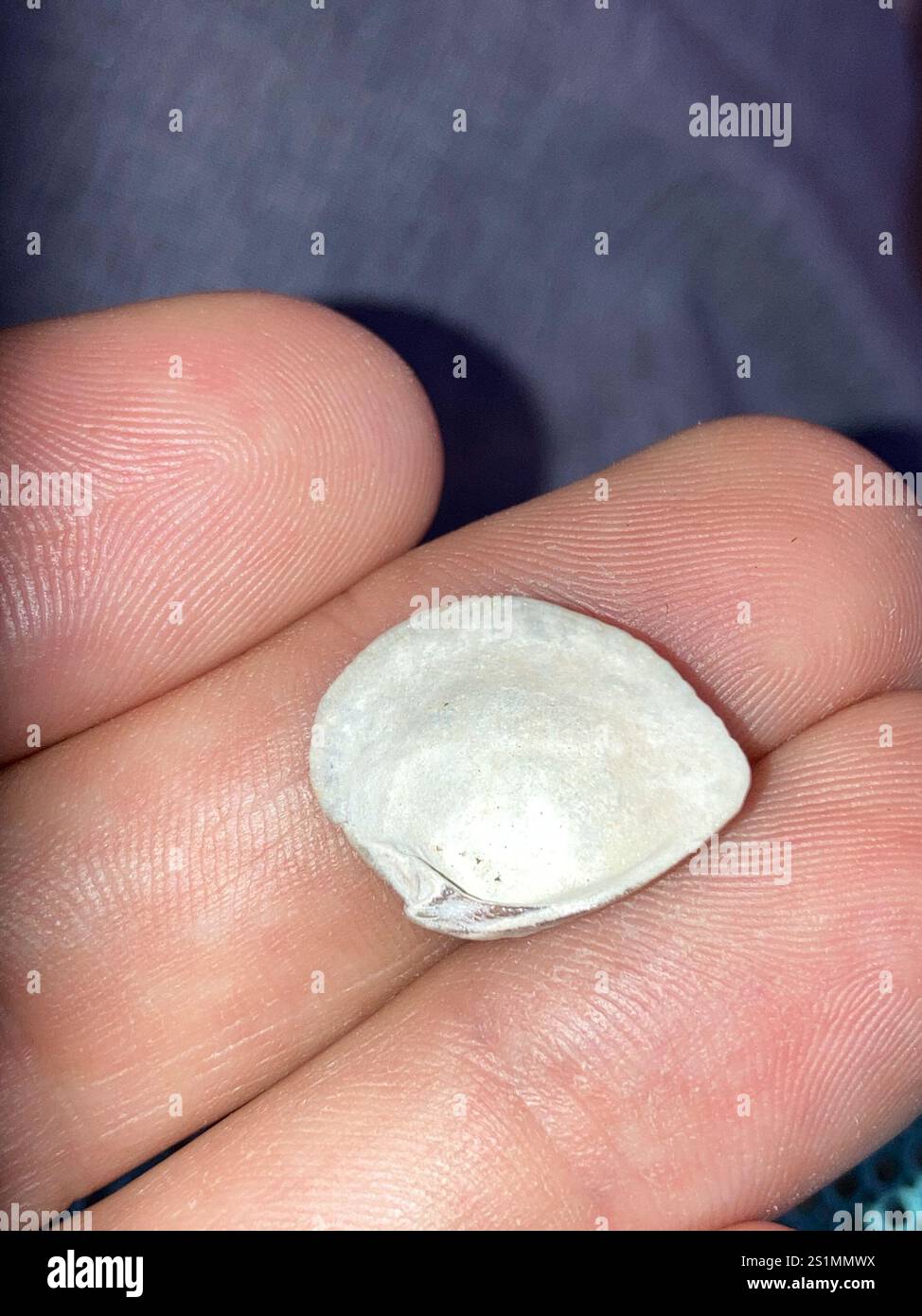 Cross-barred Venus (Chione elevata Stock Photo - Alamy