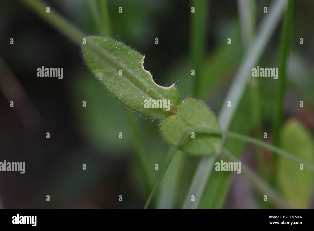 Common mouse-ear chickweed (Cerastium fontanum Stock Photo - Alamy