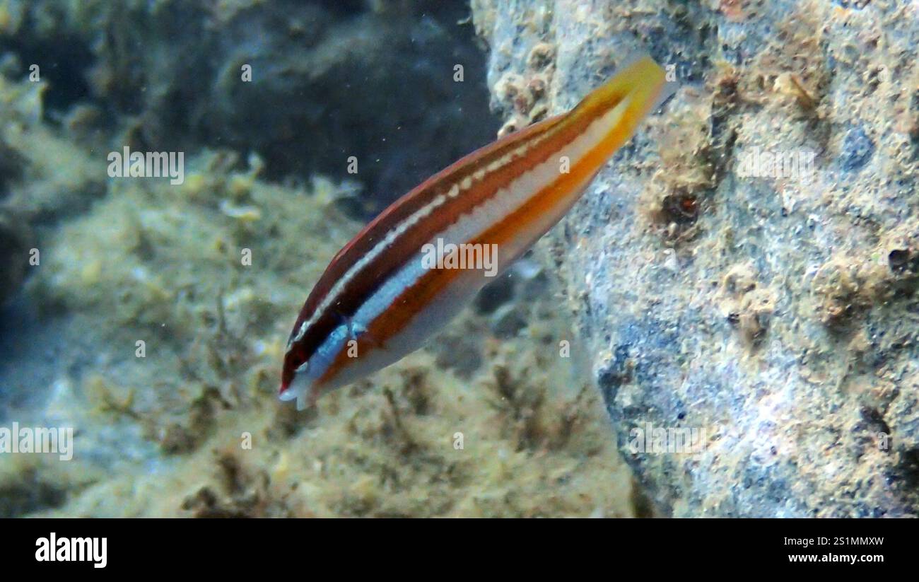 Mediterranean Rainbow Wrasse (Coris julis Stock Photo - Alamy