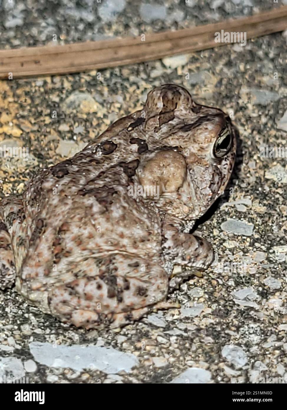 Southern Toad (Anaxyrus terrestris Stock Photo - Alamy