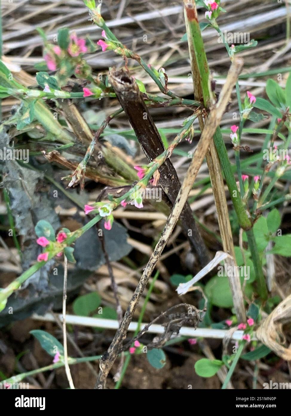 Oval Leaf Knotweed (Polygonum arenastrum Stock Photo - Alamy