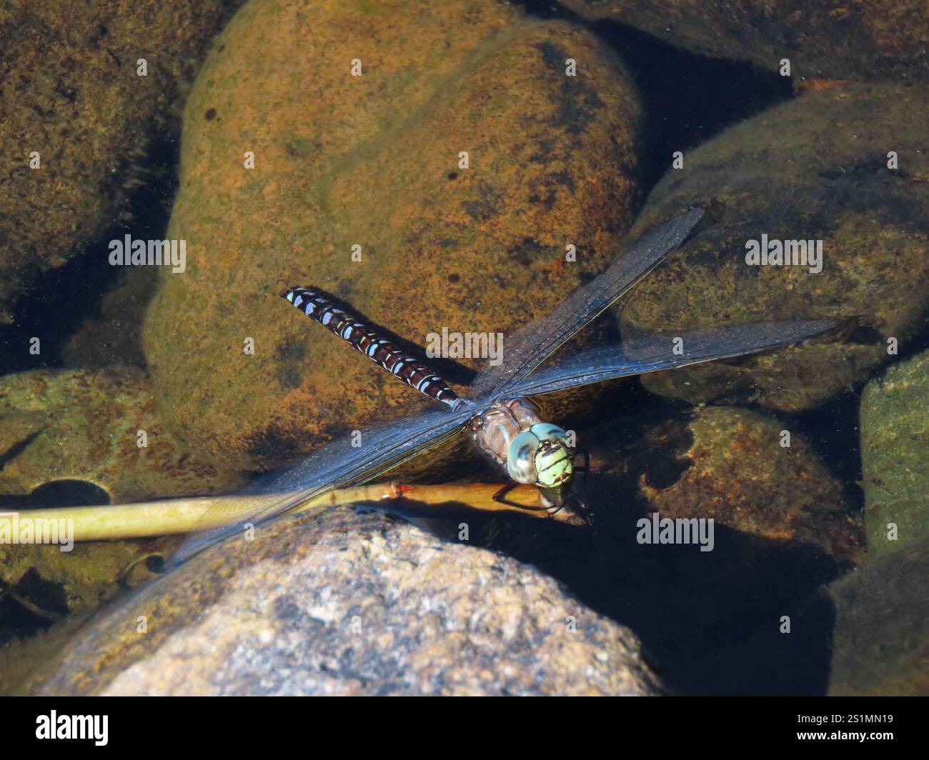 Lake Darner (Aeshna eremita Stock Photo - Alamy