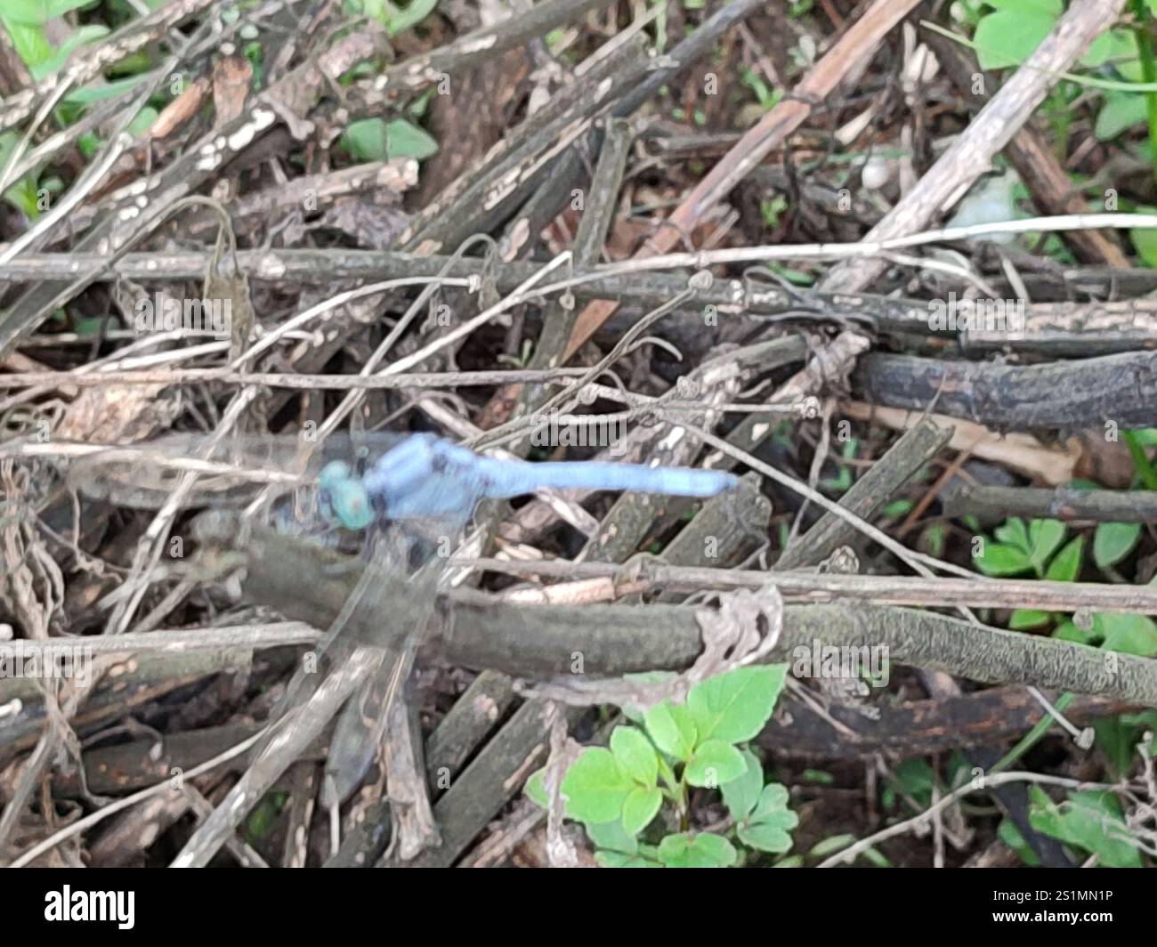 Slender Blue Skimmer (Orthetrum luzonicum Stock Photo - Alamy