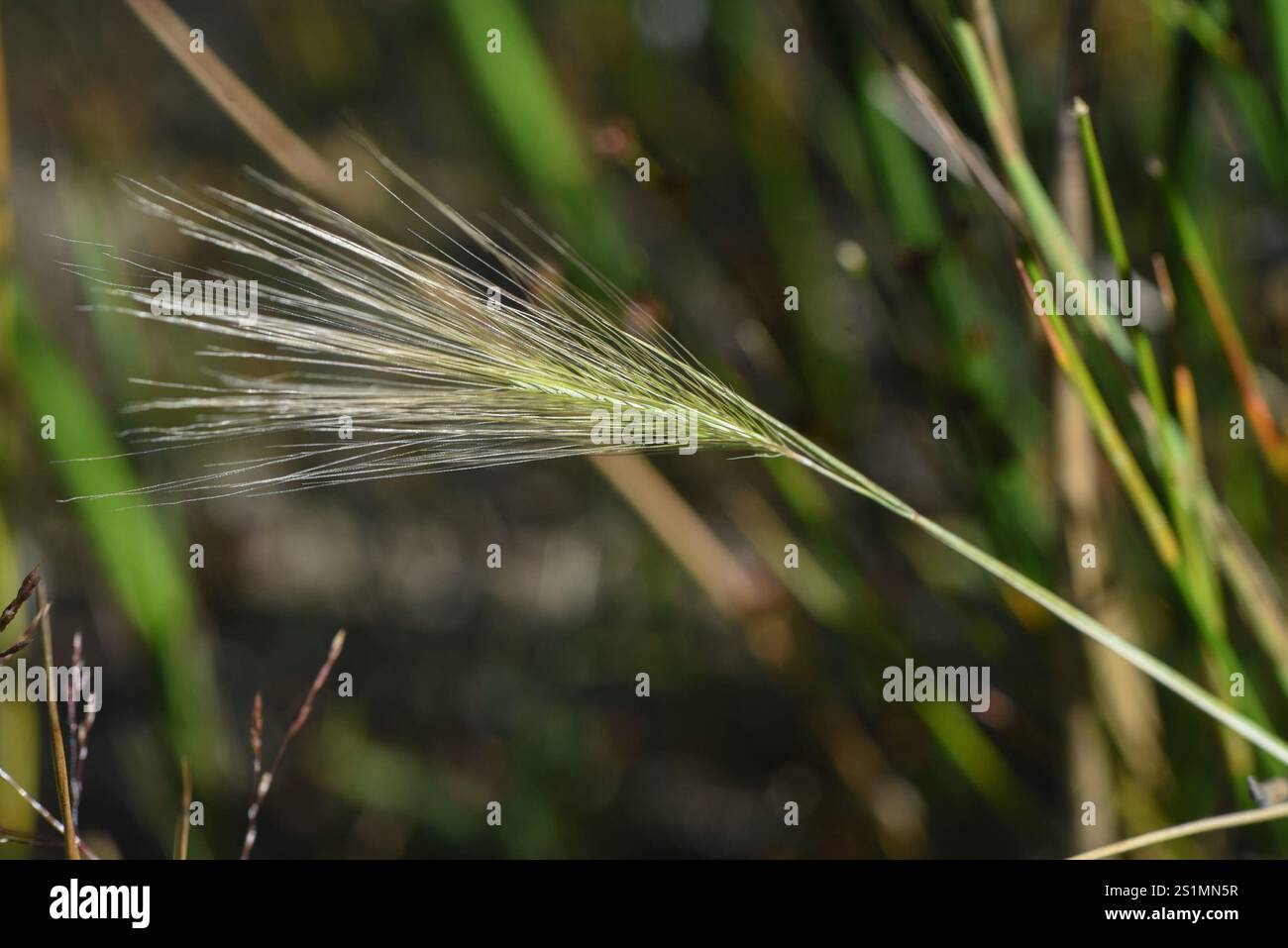 Foxtail Barley (Hordeum jubatum Stock Photo - Alamy
