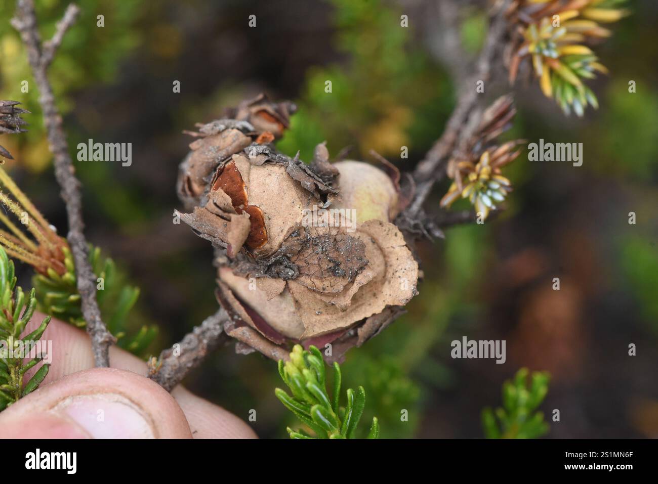 rust fungi (Pucciniales Stock Photo - Alamy