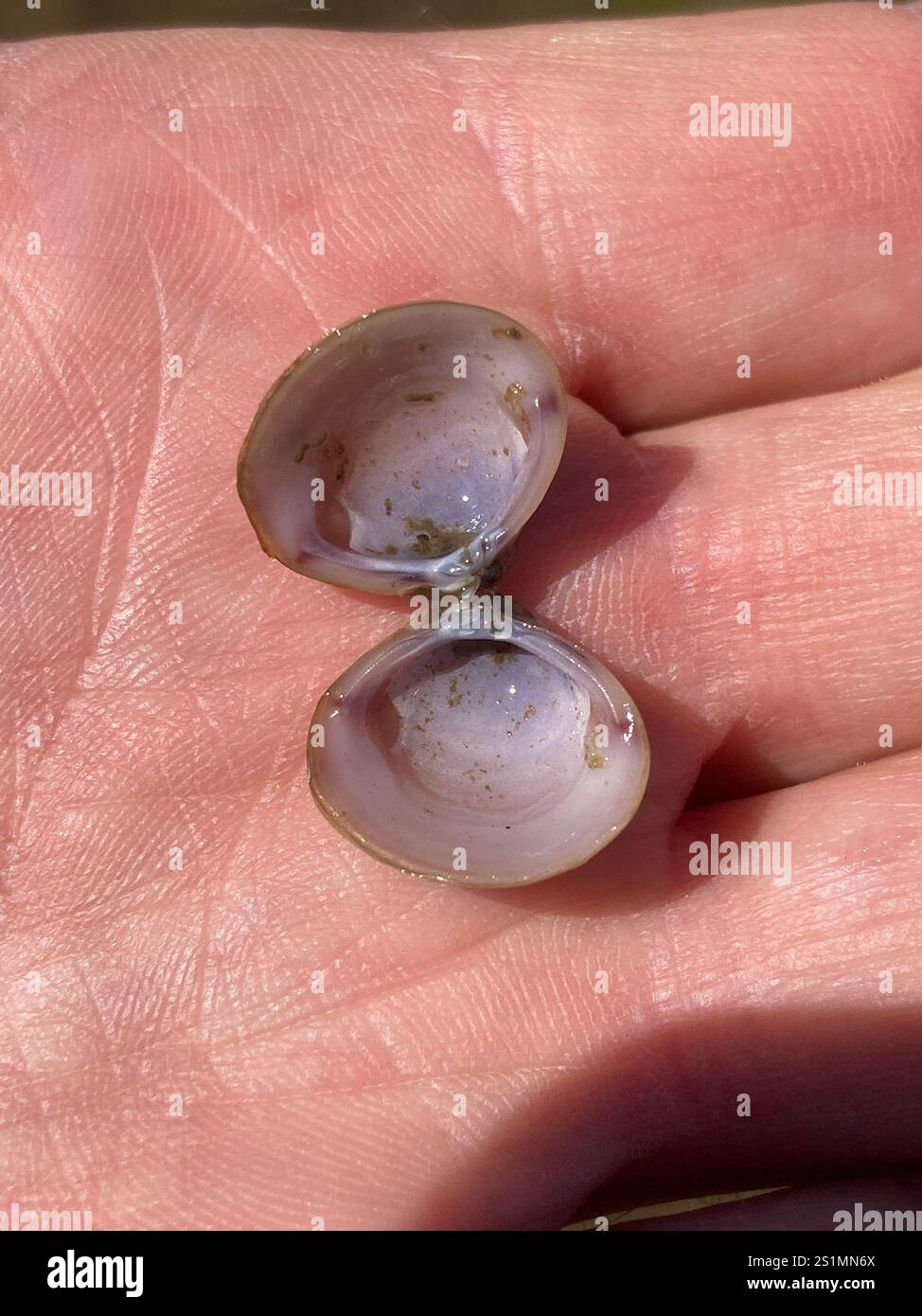 Asian Clam (Corbicula fluminea Stock Photo - Alamy