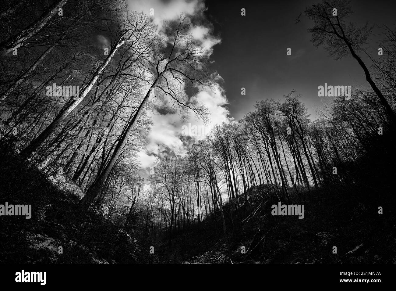 Photo of beech trees Black and White Stock Photos & Images - Alamy