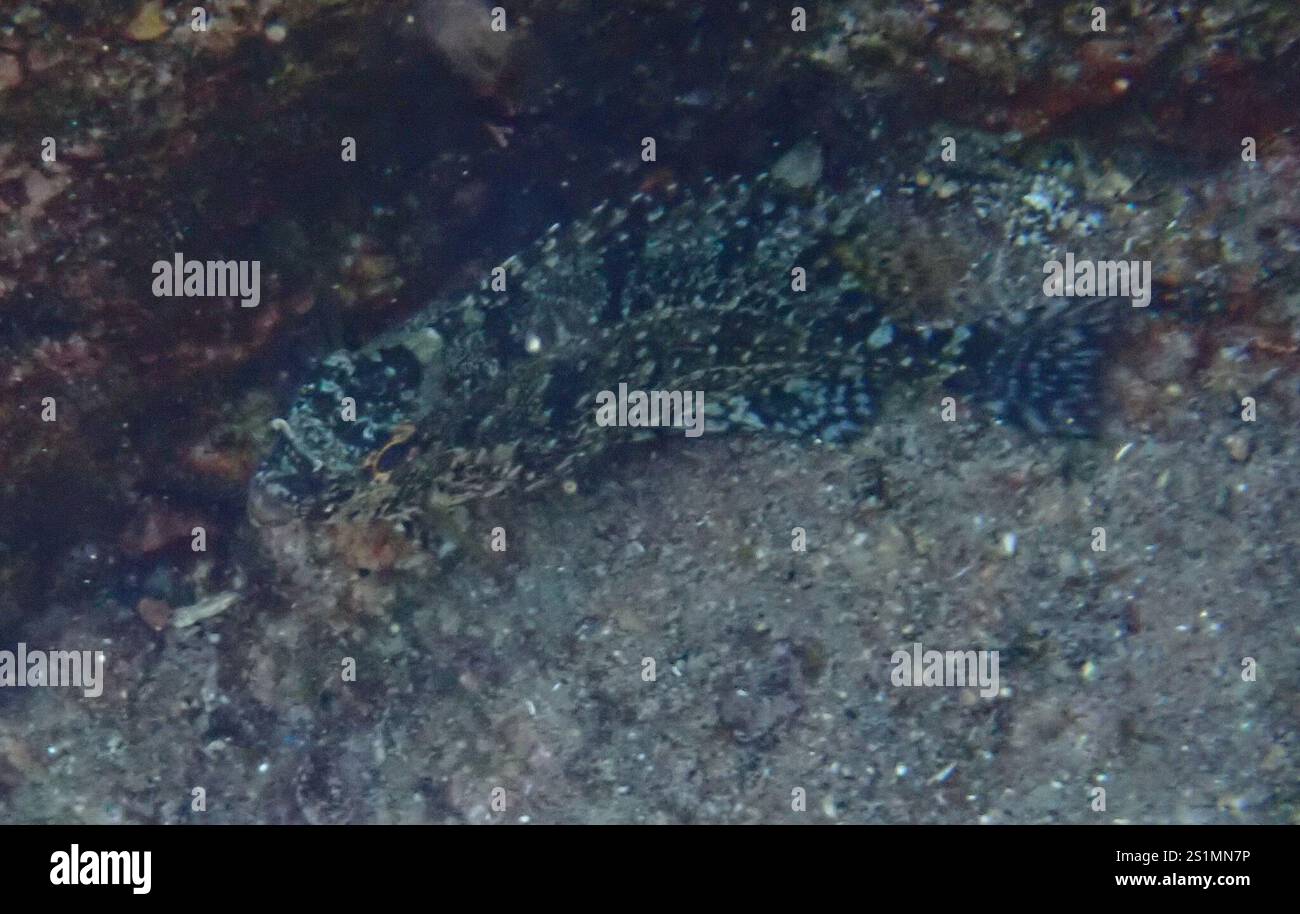 Dusky Spinefoot (Siganus luridus Stock Photo - Alamy