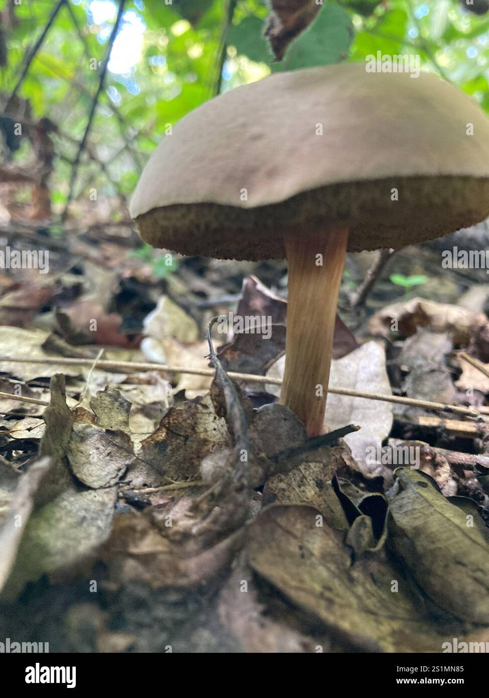 Suede Bolete (Xerocomus subtomentosus Stock Photo - Alamy