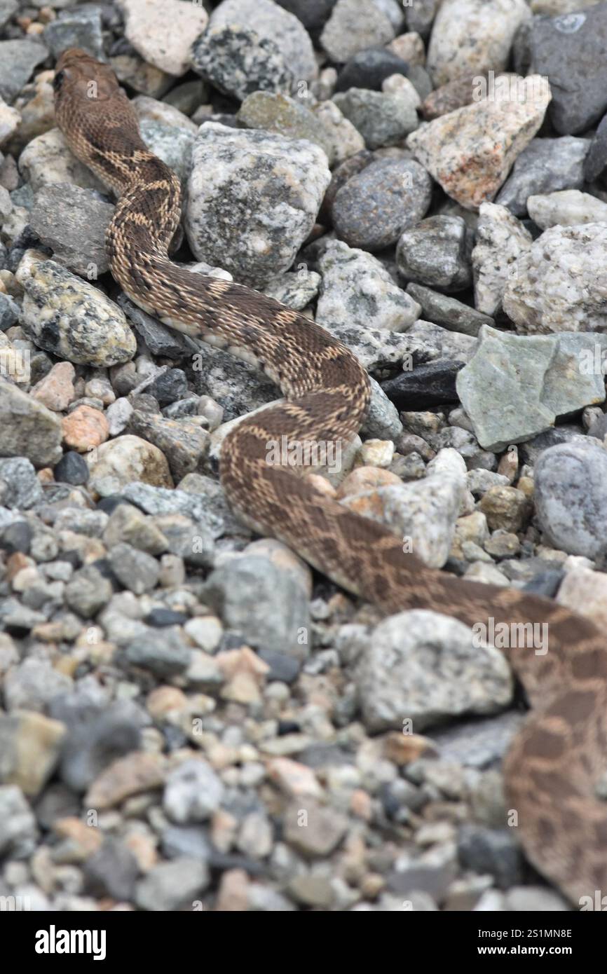 Great Basin Gopher Snake (Pituophis catenifer deserticola Stock Photo ...