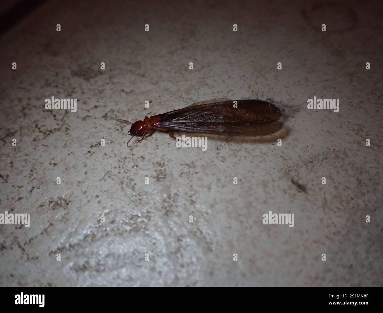 Pacific Dampwood Termite (Zootermopsis angusticollis Stock Photo - Alamy