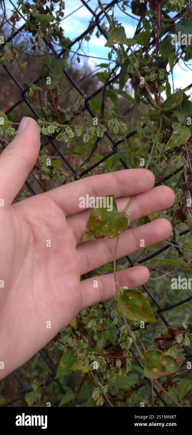 Copse-bindweed (Fallopia dumetorum Stock Photo - Alamy