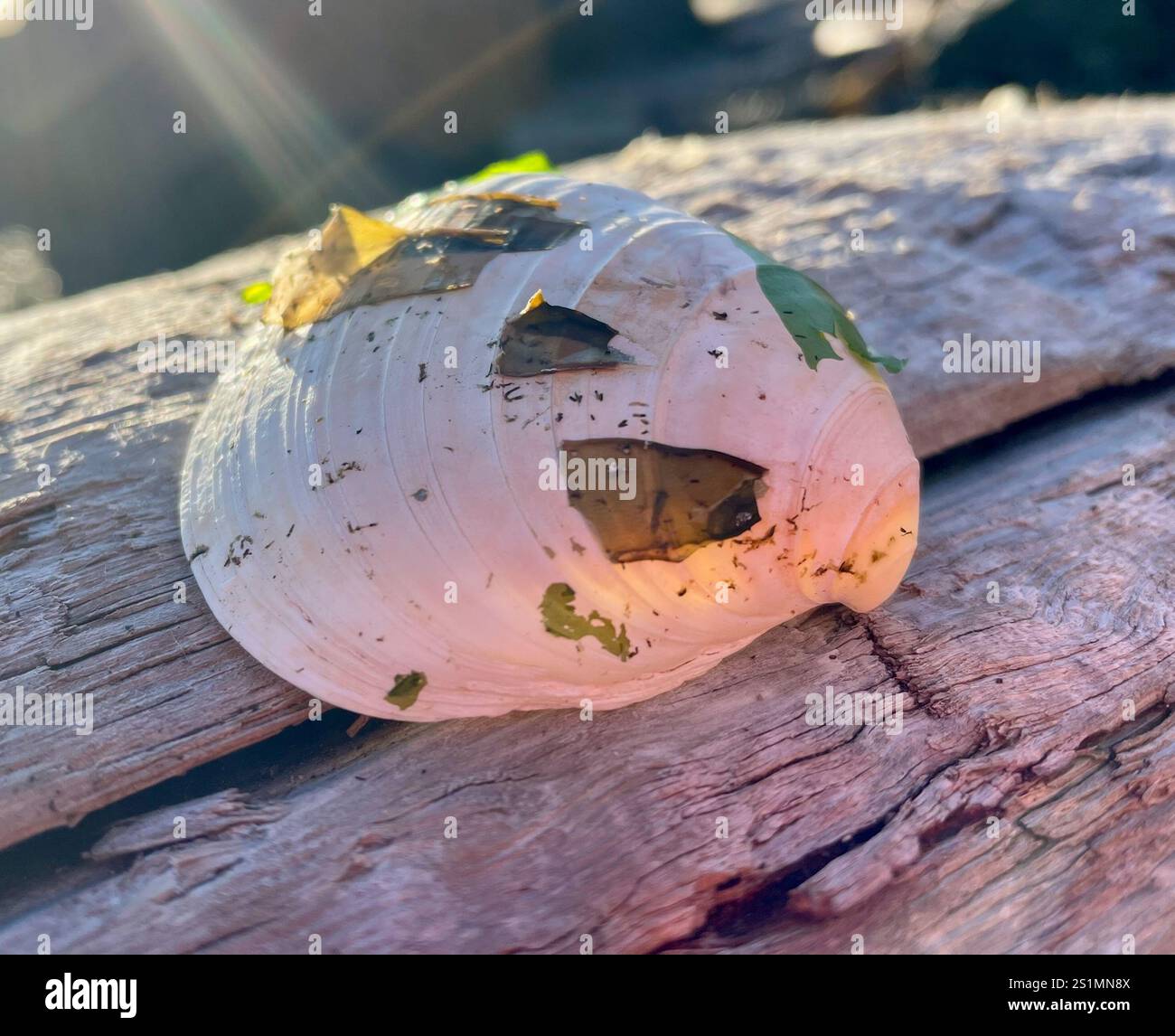 Butter Clam (Saxidomus gigantea Stock Photo - Alamy