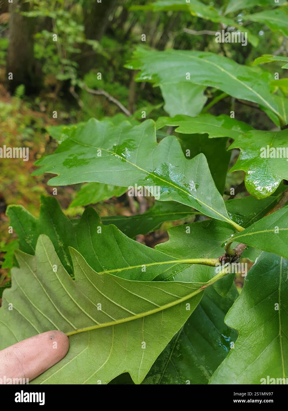 swamp white oak (Quercus bicolor Stock Photo - Alamy