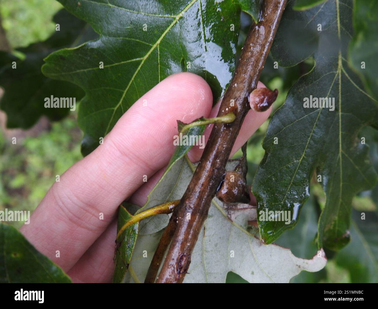Oak Rough Bulletgall Wasp (Disholcaspis quercusmamma Stock Photo - Alamy