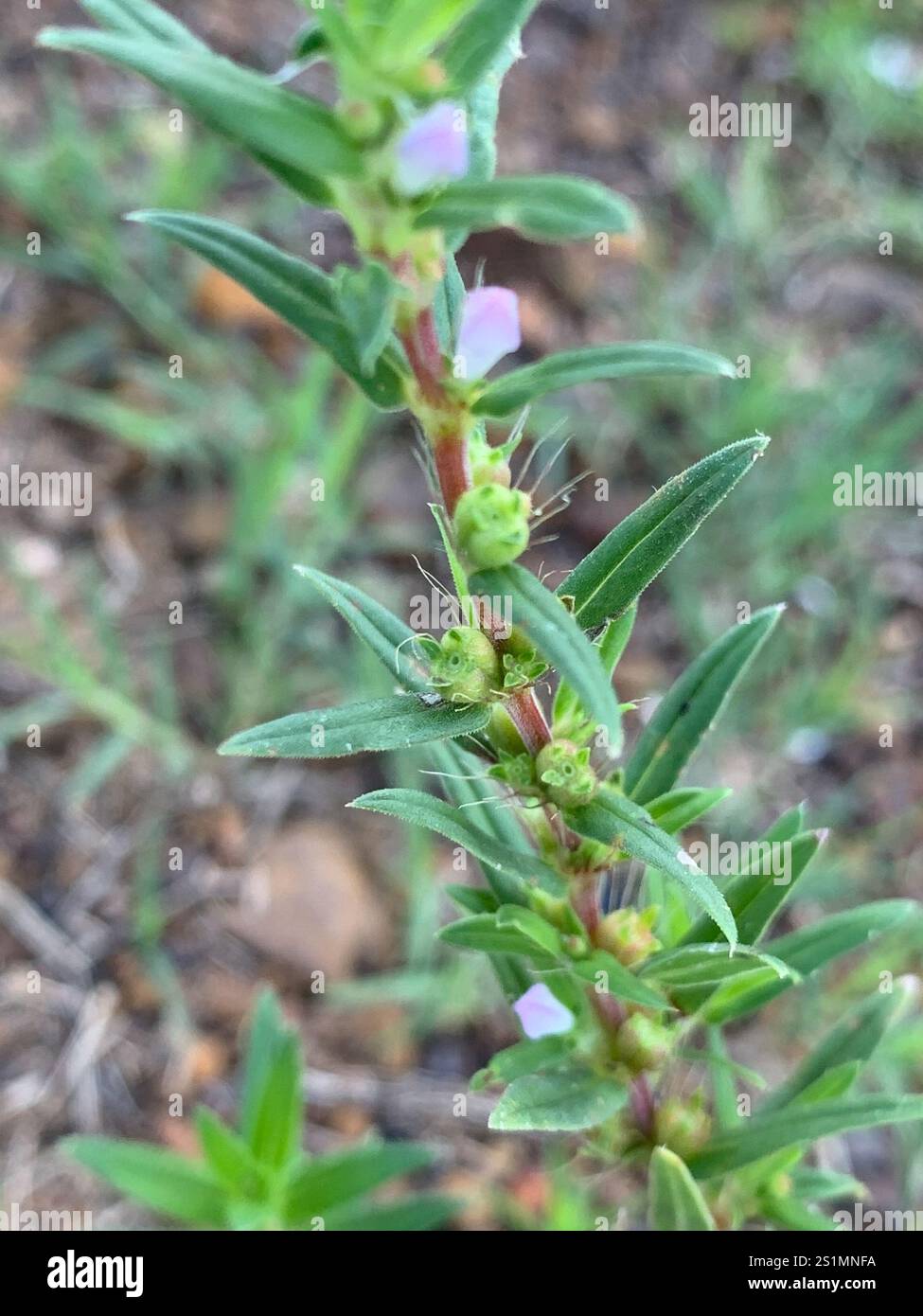 rough buttonweed (Hexasepalum teres Stock Photo - Alamy