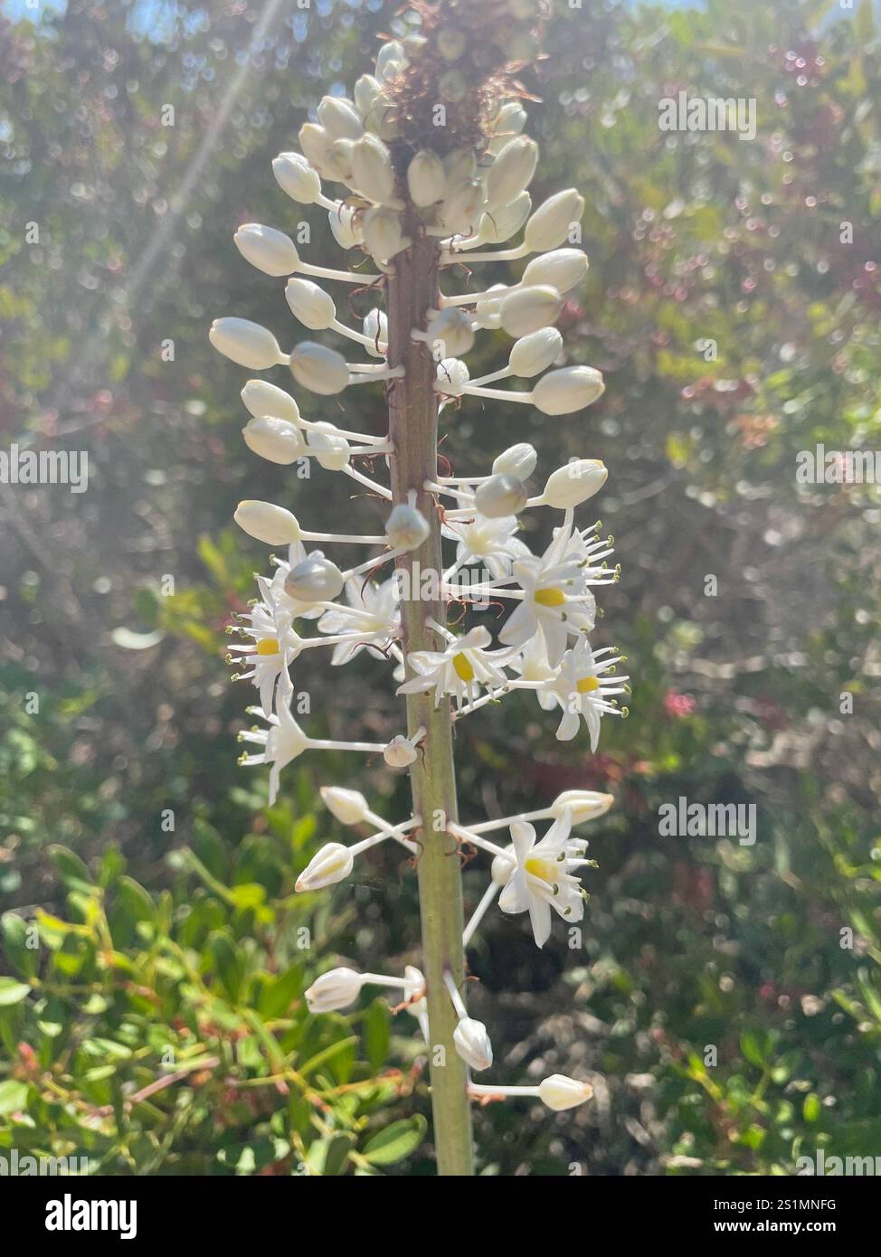 Numidian hi-res stock photography and images - Alamy