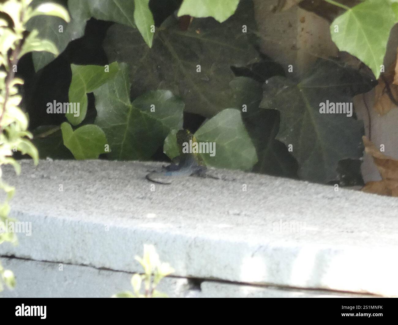 Blue-Green Smooth-throated Lizard (Liolaemus tenuis Stock Photo - Alamy