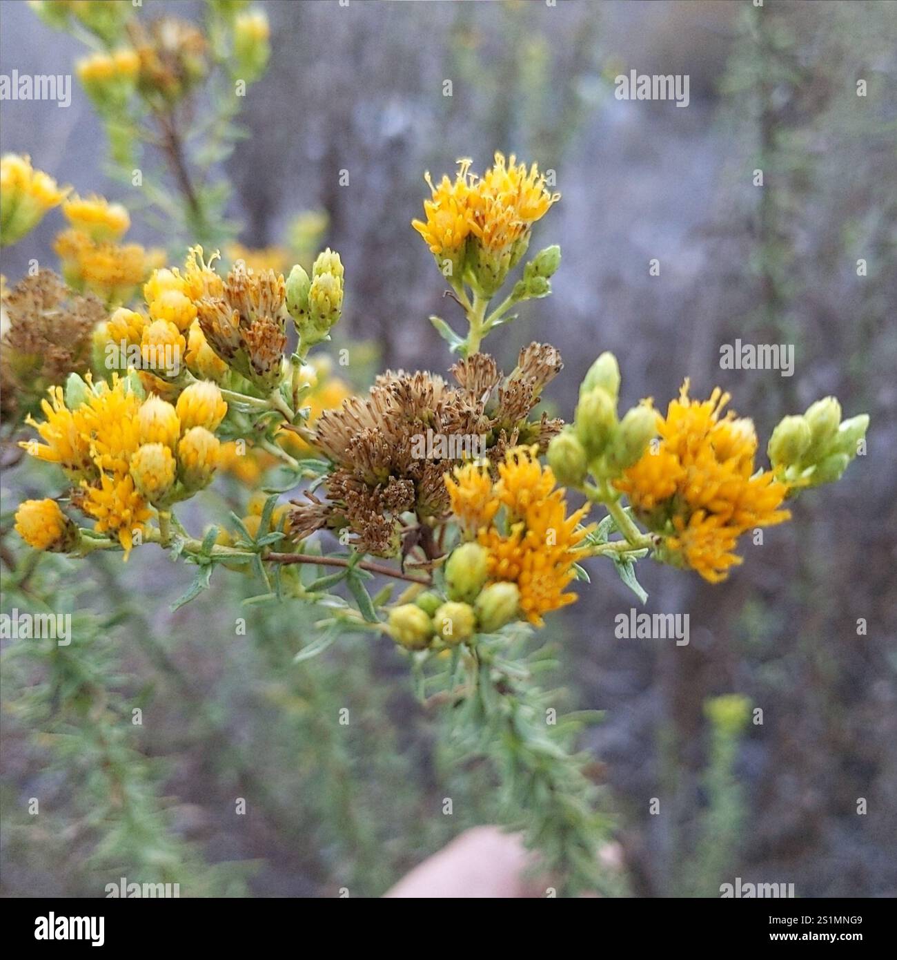 Coastal Goldenbush (Isocoma menziesii Stock Photo - Alamy