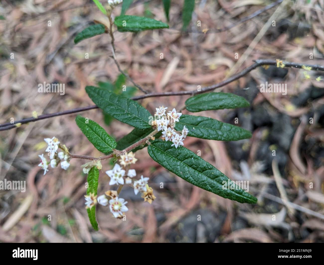 Kerrawang (Commersonia dasyphylla Stock Photo - Alamy