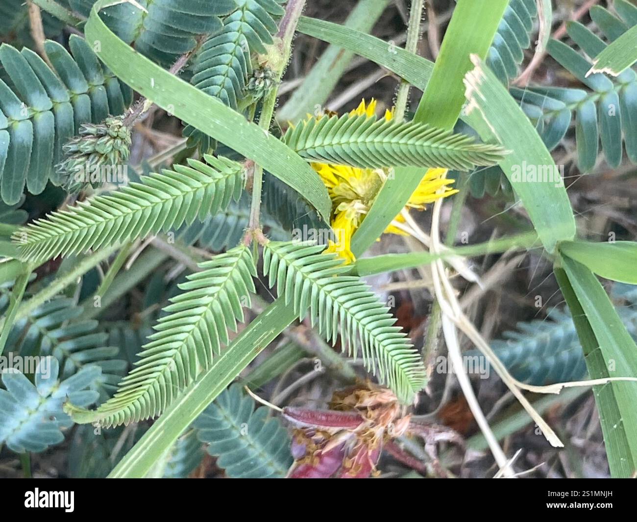 Tropical puff (Neptunia pubescens Stock Photo - Alamy