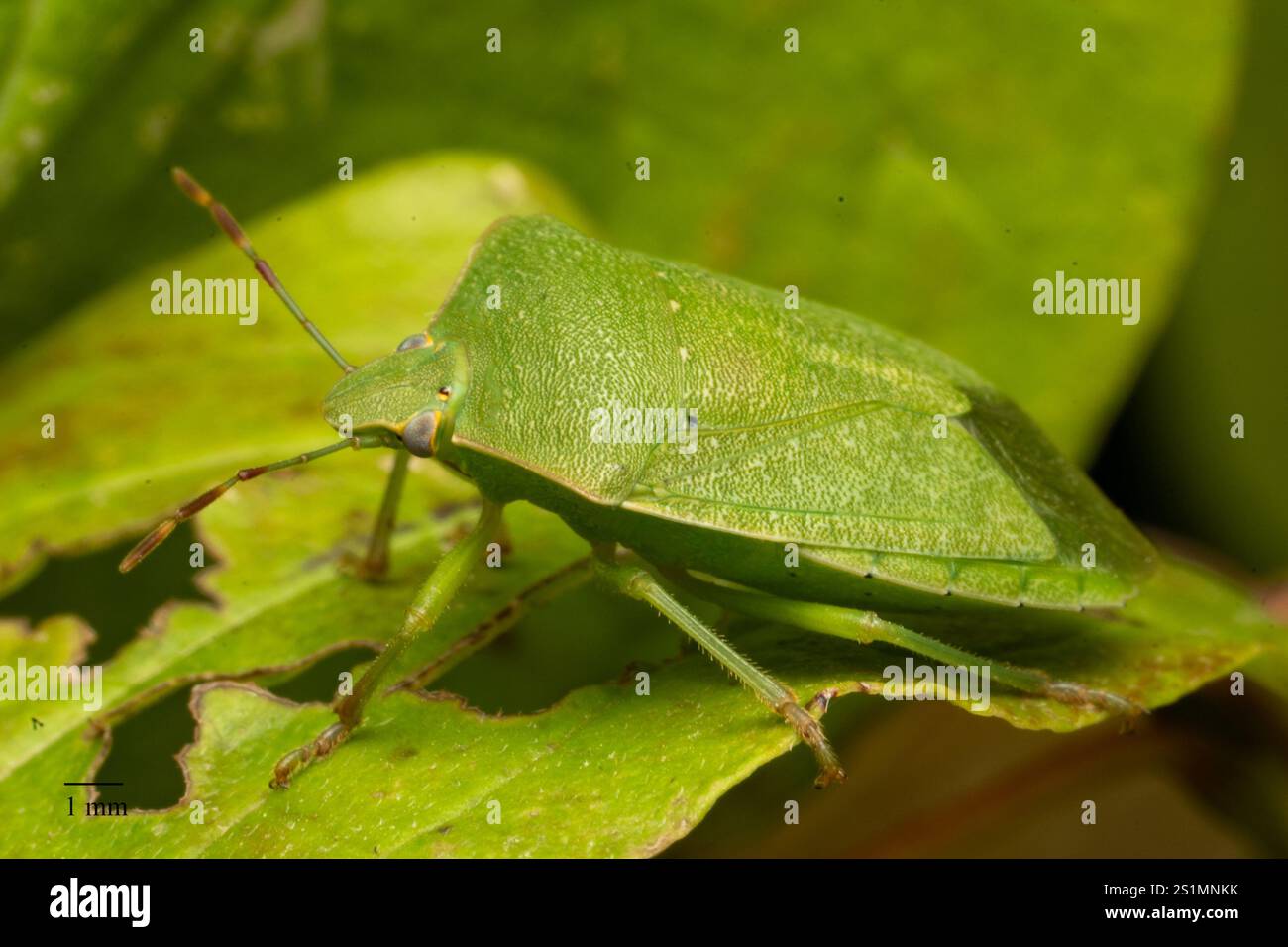 Southern Green Stink Bug (Nezara viridula Stock Photo - Alamy