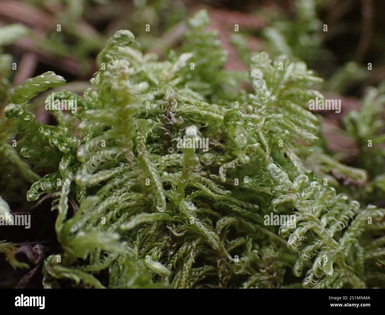 Ostrich-plume Moss (Ptilium crista-castrensis Stock Photo - Alamy