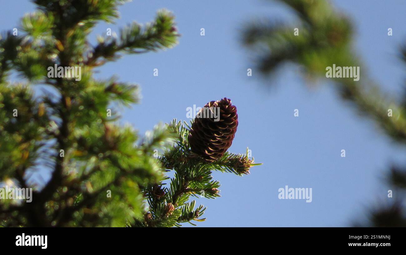 Siberian spruce (Picea obovata Stock Photo - Alamy