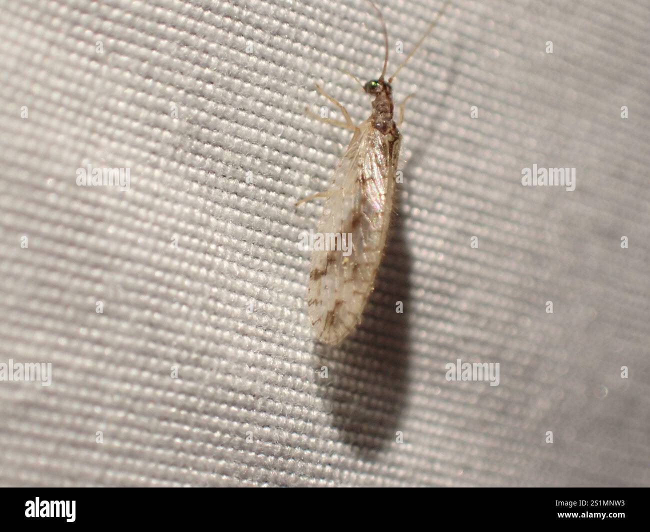 Variegated Brown Lacewing (Micromus variegatus Stock Photo - Alamy