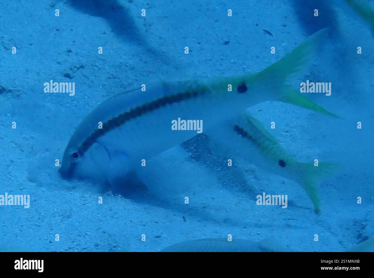 Red Sea Goatfish (Parupeneus forsskali Stock Photo - Alamy