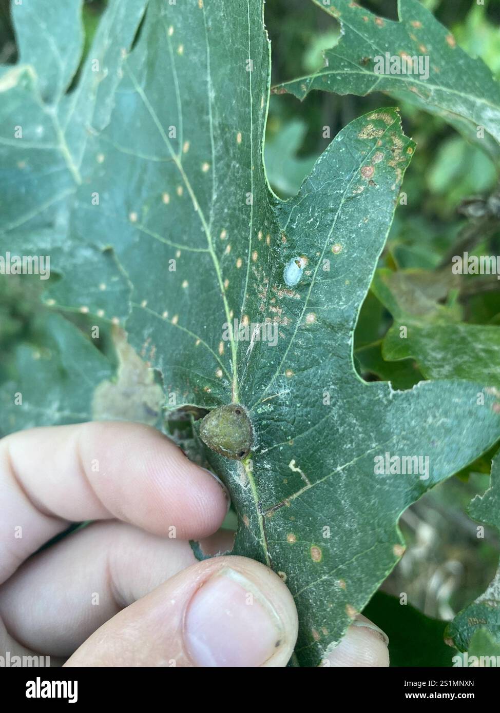 Oak Petiole Gall Wasp (Andricus quercuspetiolicola Stock Photo - Alamy