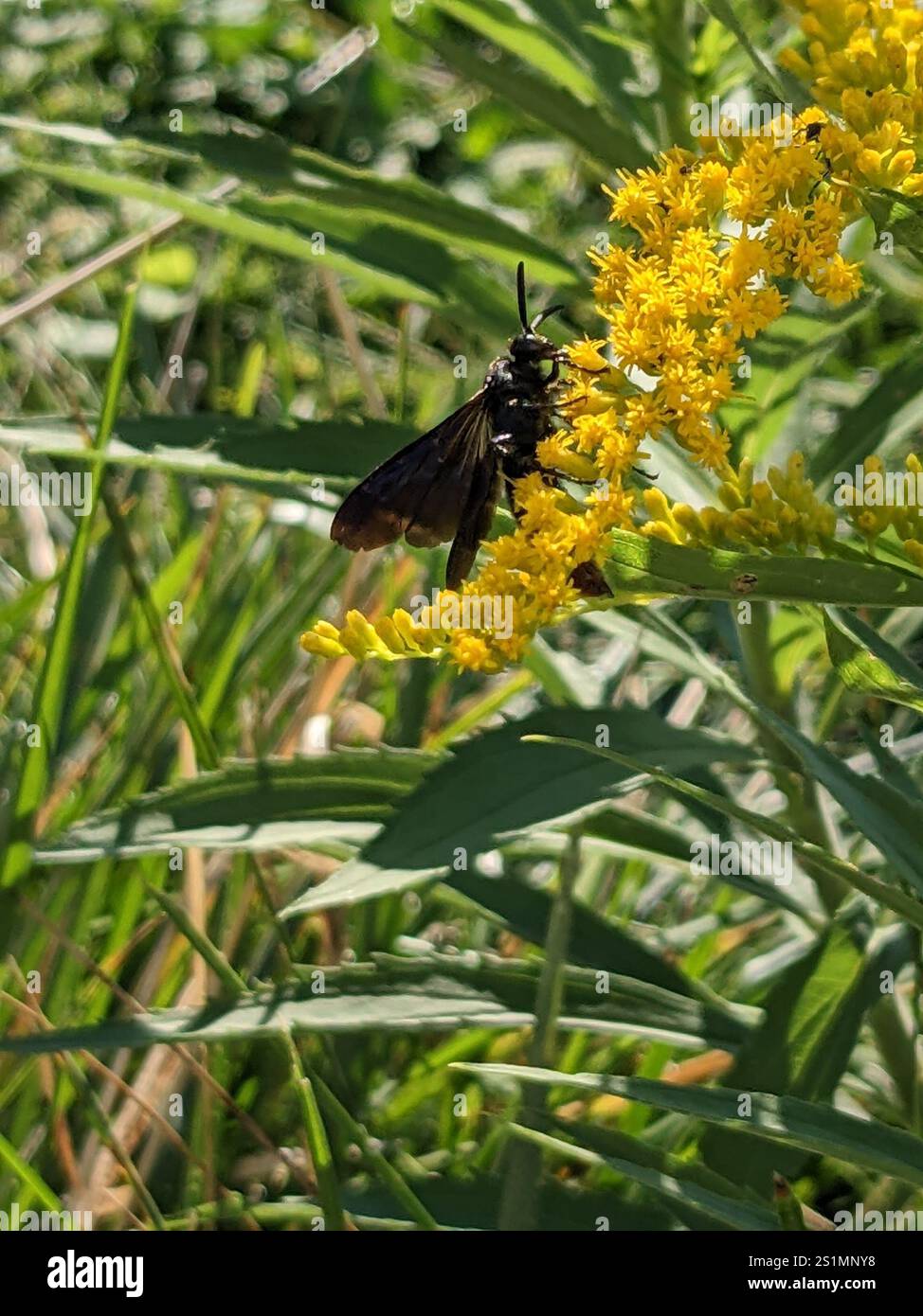 Blue-winged Scoliid Wasp (Scolia dubia Stock Photo - Alamy