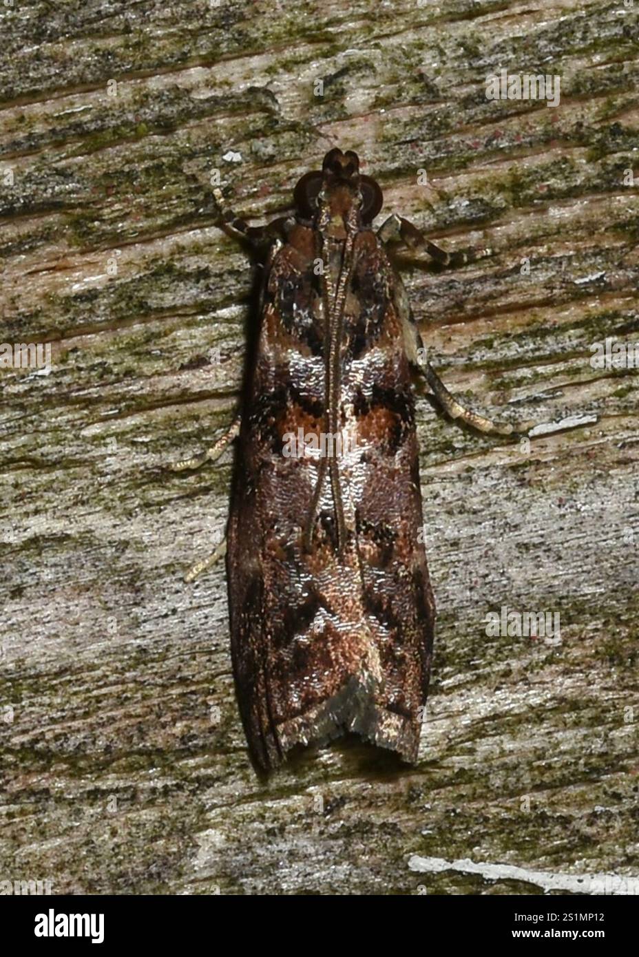Bald Cypress Coneworm Moth (Dioryctria pygmaeella Stock Photo - Alamy