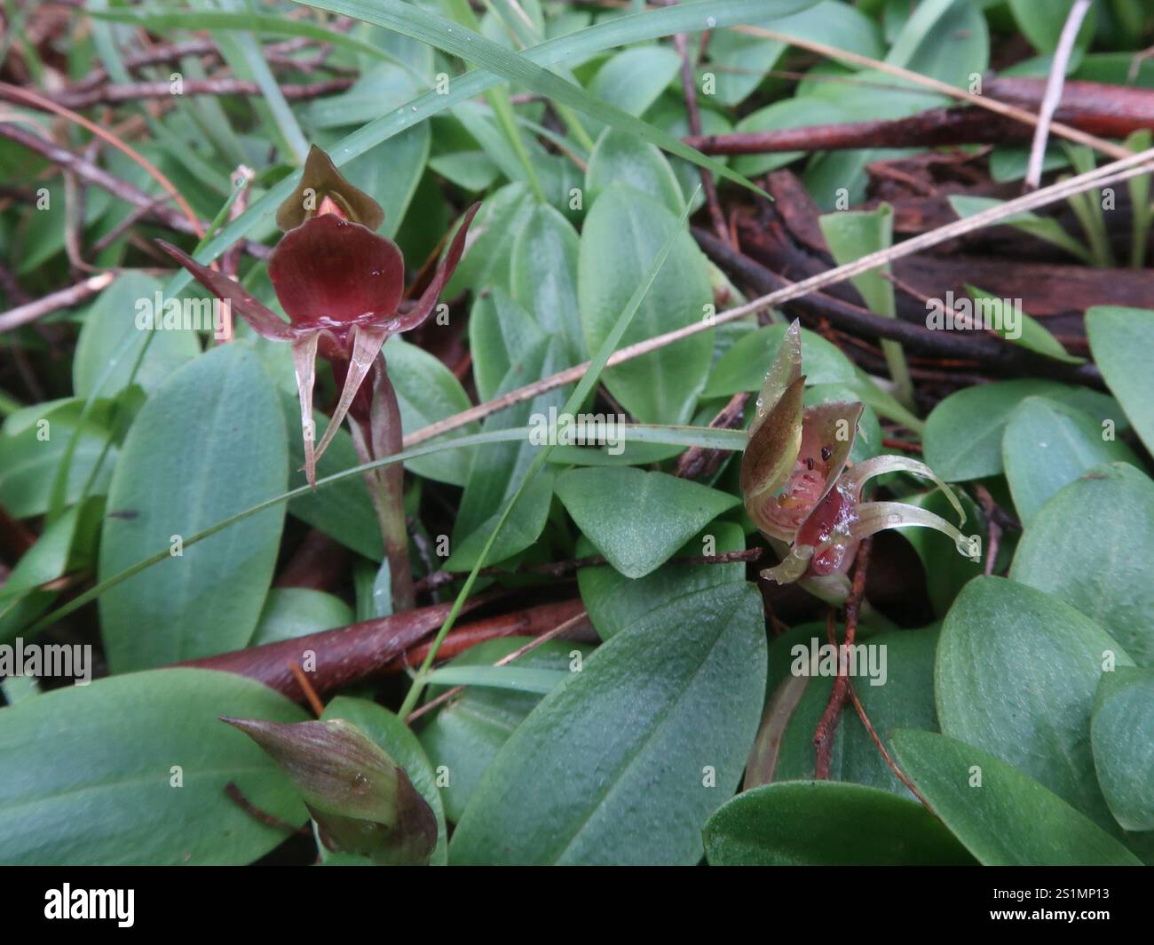 three-horned bird orchid (Chiloglottis triceratops Stock Photo - Alamy