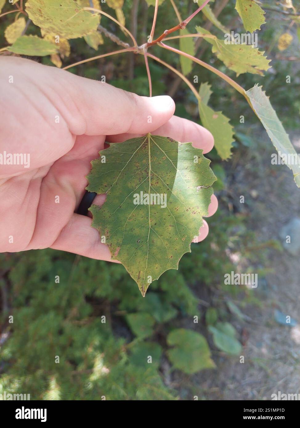 bigtooth aspen (Populus grandidentata Stock Photo - Alamy