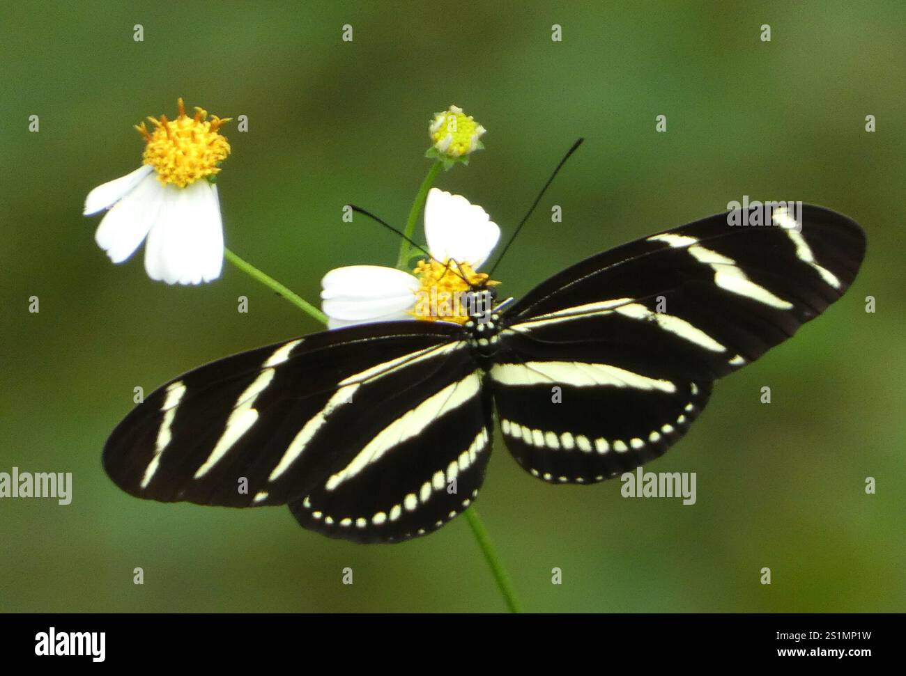 Zebra Longwing (Heliconius charithonia Stock Photo - Alamy
