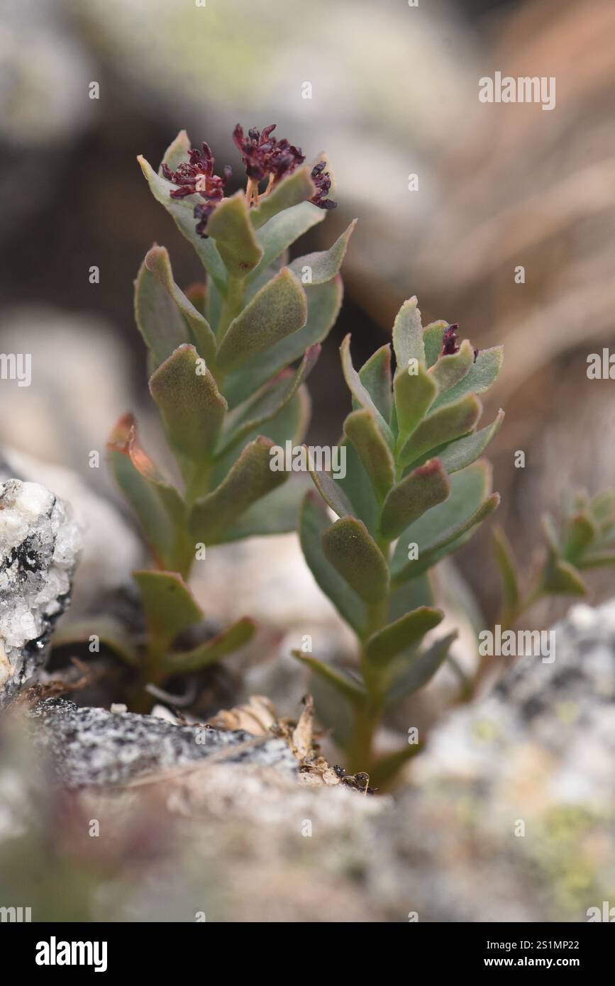 western roseroot (Rhodiola integrifolia Stock Photo - Alamy