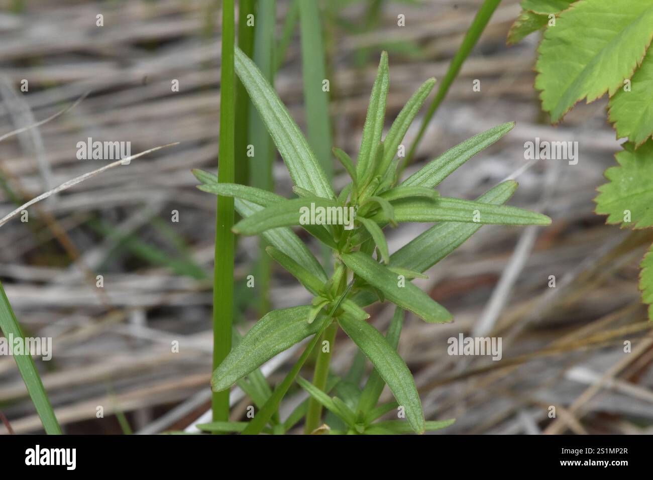 Northern Bedstraw (Galium boreale Stock Photo - Alamy