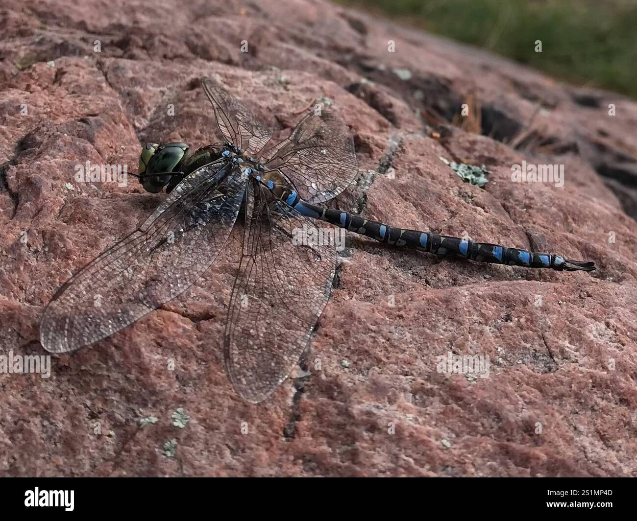Lake Darner (Aeshna eremita Stock Photo - Alamy