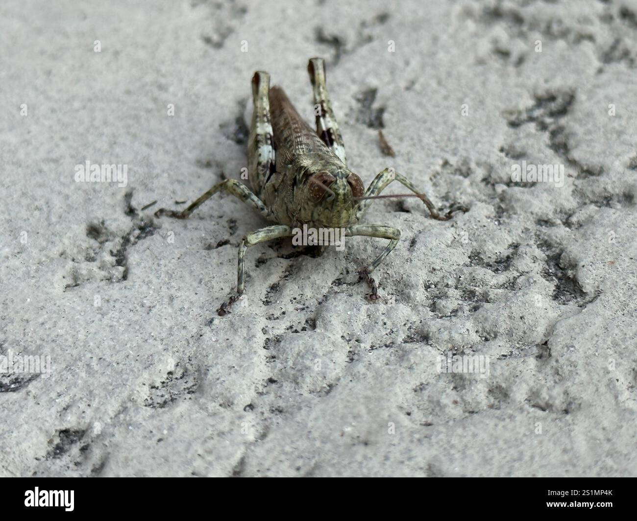 Pine tree Spur-throat Grasshopper (Melanoplus punctulatus Stock Photo ...
