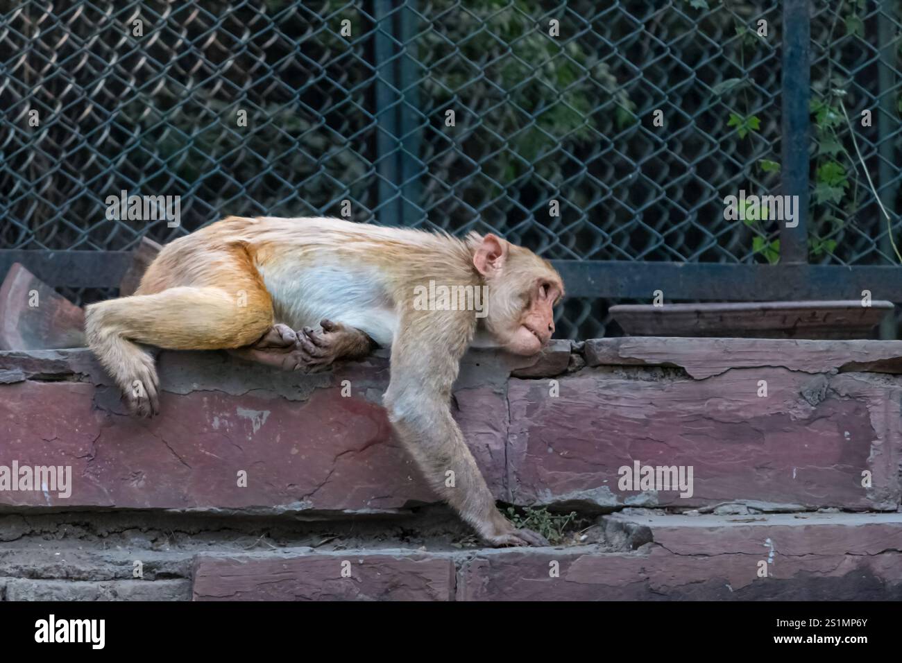 Depressed Monkey Lying in Thoughtful Stillness. A Monkey's Depressed ...