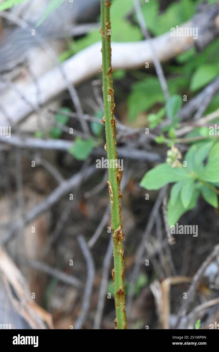 spreading wood fern (Dryopteris expansa Stock Photo - Alamy