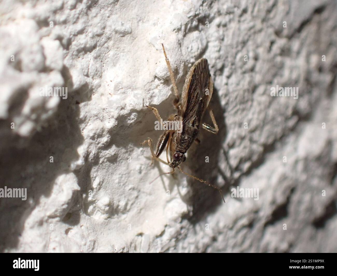 Grey Damsel Bug (Himacerus major Stock Photo - Alamy