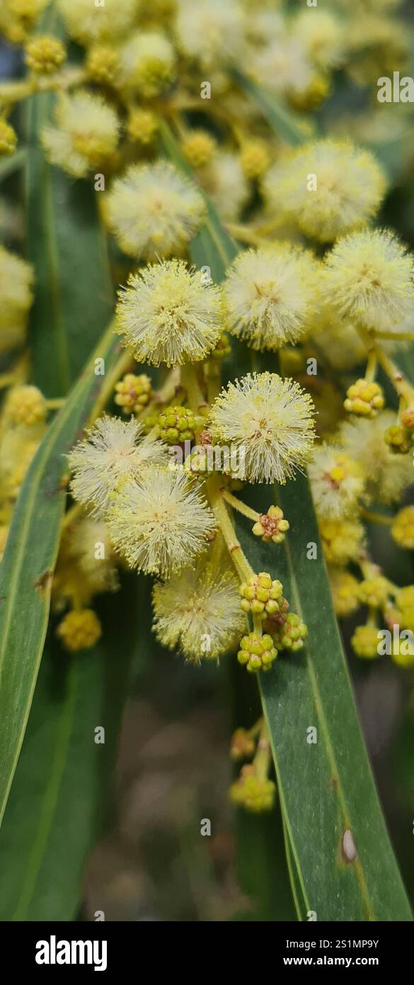 Hickory wattle hi-res stock photography and images - Alamy