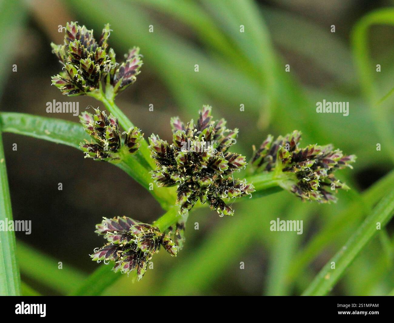 Brown Flatsedge (Cyperus fuscus Stock Photo - Alamy