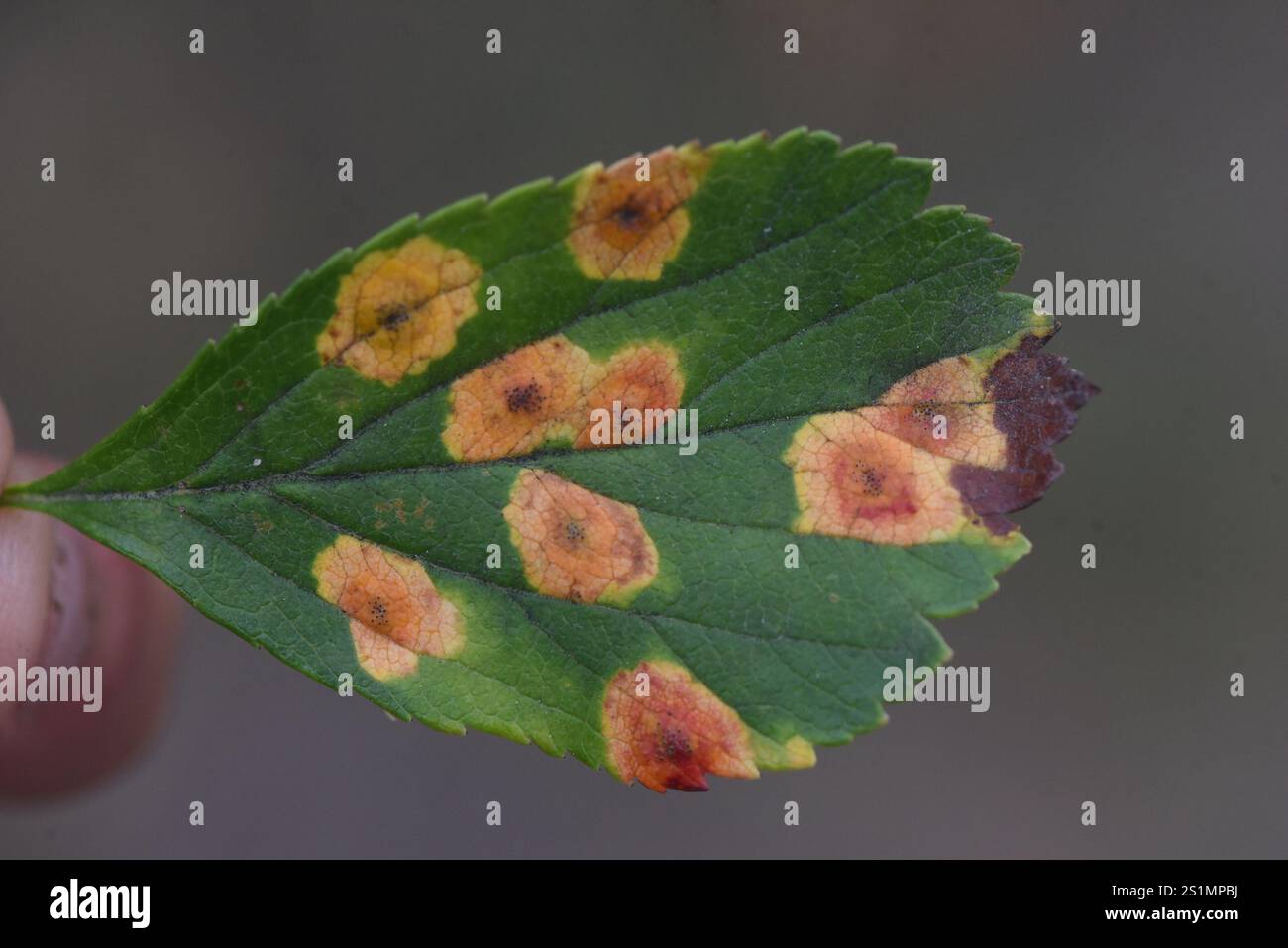 Cedar-Hawthorn Rust (Gymnosporangium globosum Stock Photo - Alamy