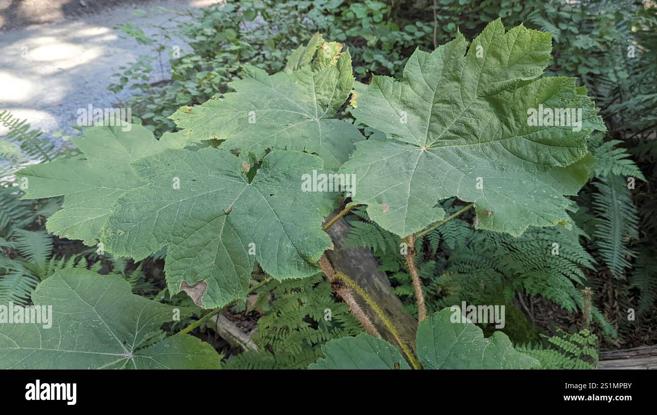Devil's Club (Oplopanax horridus Stock Photo - Alamy