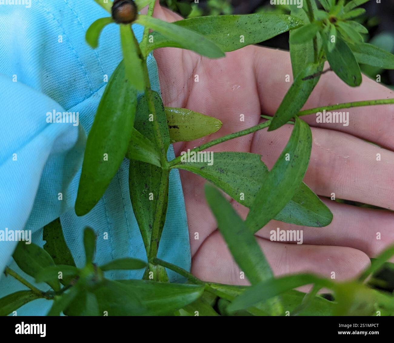 Coastal Rose Gentian (Sabatia calycina Stock Photo - Alamy